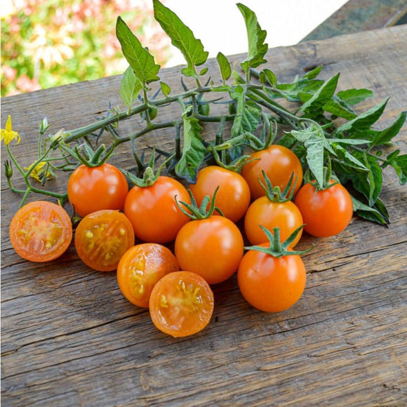 SUNGOLD TOMATO (F1 hybrid 60 days) – Pinetree Garden Seeds