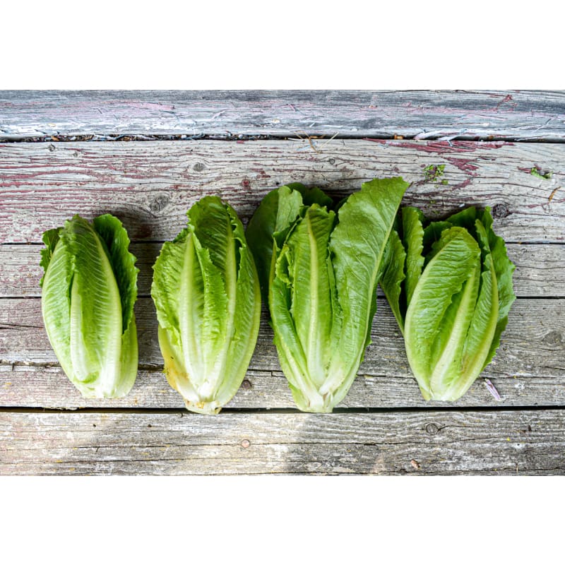 Sunland Lettuce (56 Days) – Pinetree Garden Seeds