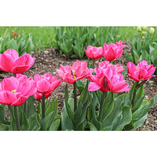 Fall Flower Bulbs – Pinetree Garden Seeds