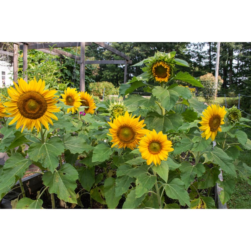 Sunspot Sunflower – Pinetree Garden Seeds