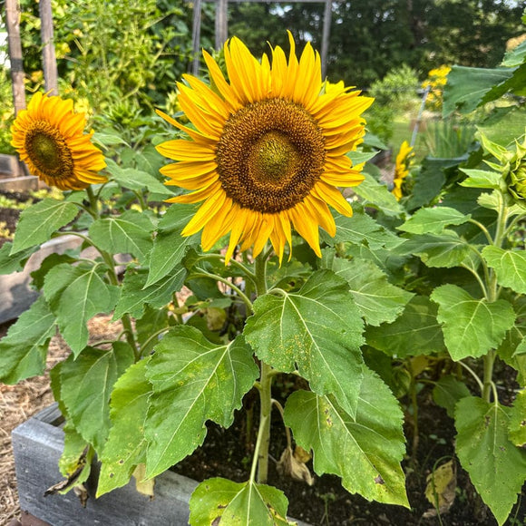 Sunspot Sunflower – Pinetree Garden Seeds