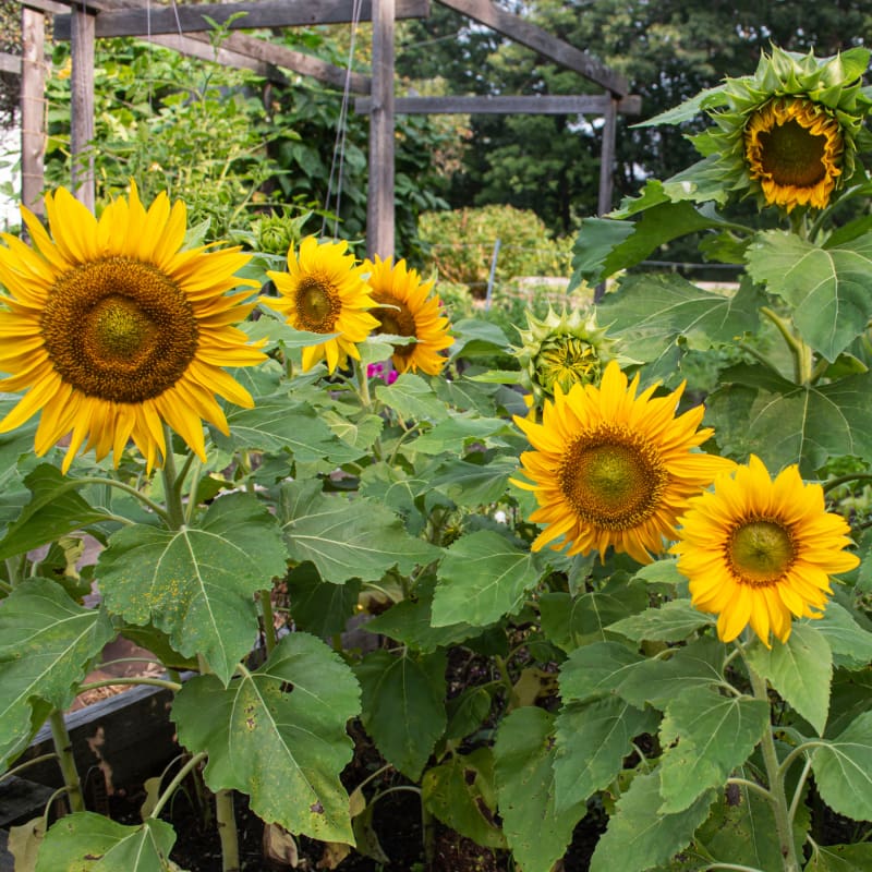 Sunspot Sunflower – Pinetree Garden Seeds