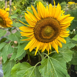 Sunspot Sunflower – Pinetree Garden Seeds