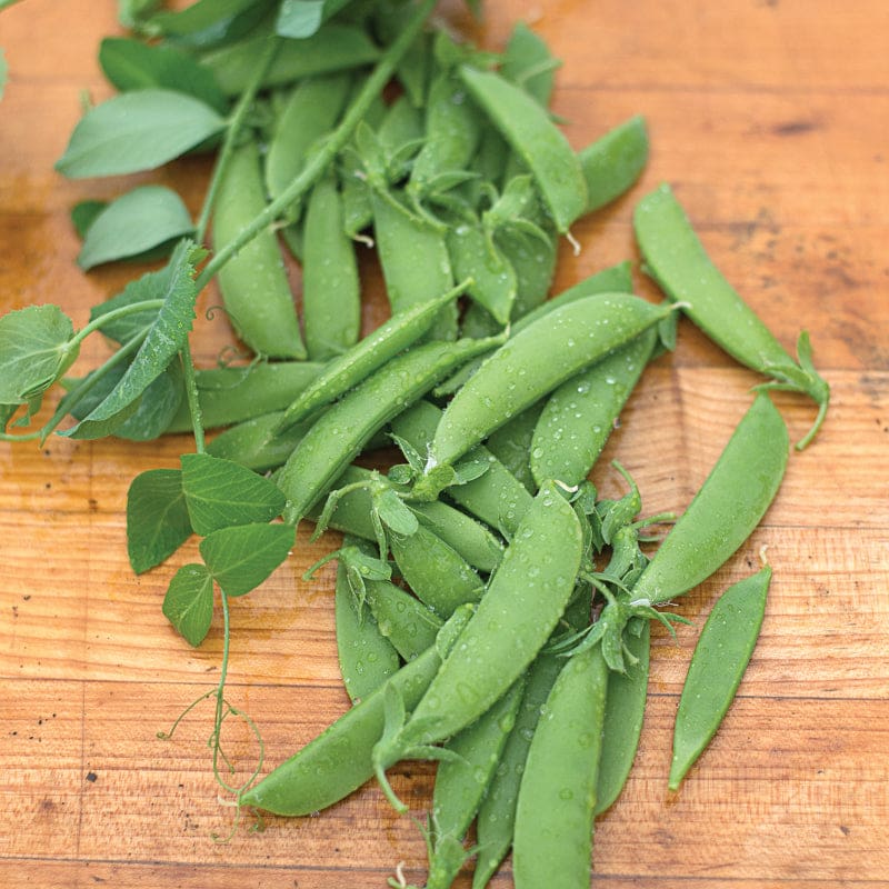 SUPER SUGAR SNAP PEA (62 days) – Pinetree Garden Seeds
