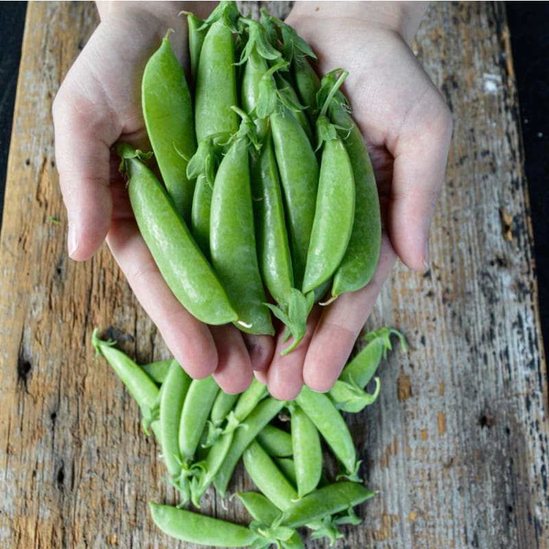 SUPER SUGAR SNAP PEA (62 days) – Pinetree Garden Seeds