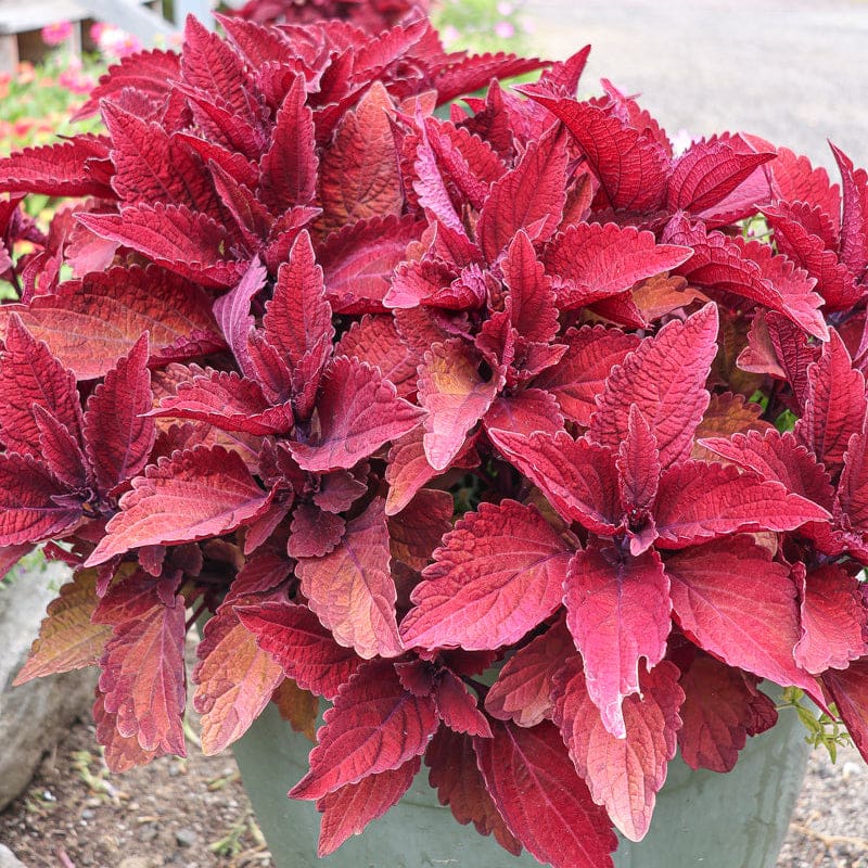 Sweet Paprika Premium Sun Coleus – Pinetree Garden Seeds