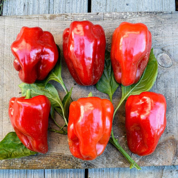 Takii's New Ace Pepper (F1 Hybrid 62 Days) – Pinetree Garden Seeds