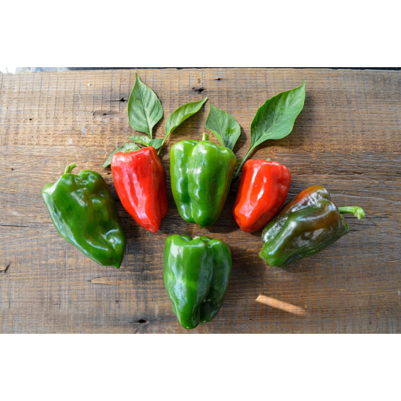 Takii's New Ace Pepper (F1 Hybrid 62 Days) – Pinetree Garden Seeds