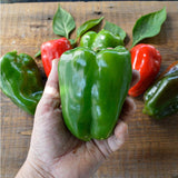 Takii's New Ace Pepper (F1 Hybrid 62 Days) – Pinetree Garden Seeds