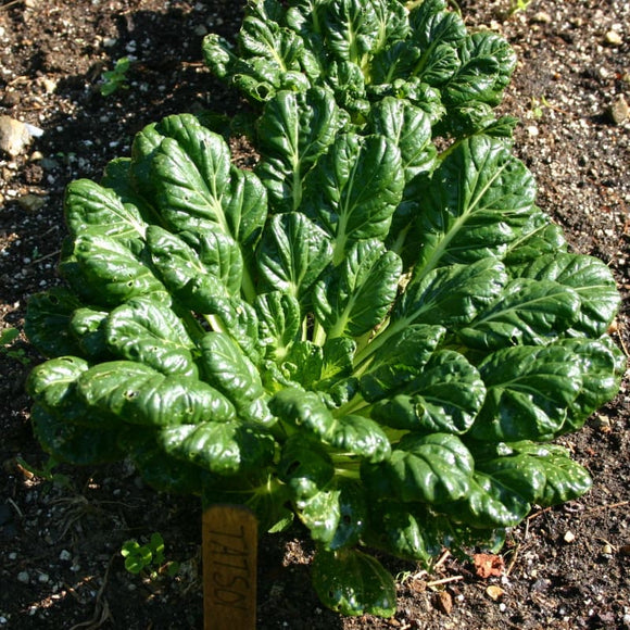 Tatsoi Greens (45-50 Days) – Pinetree Garden Seeds