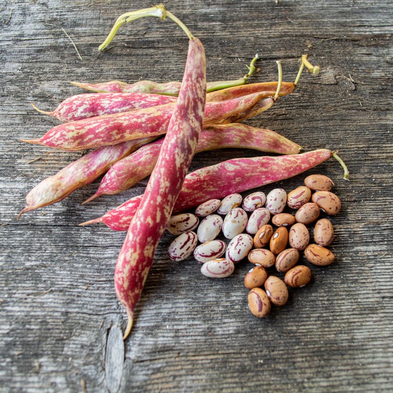 Taylor Horticultural Cranberry Dried Bean (65-80 Days) – Pinetree ...