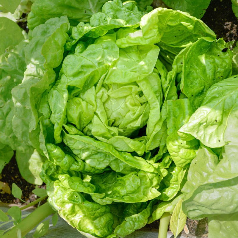 Tennis Ball Lettuce (Heirloom, 50 Days ) – Pinetree Garden Seeds