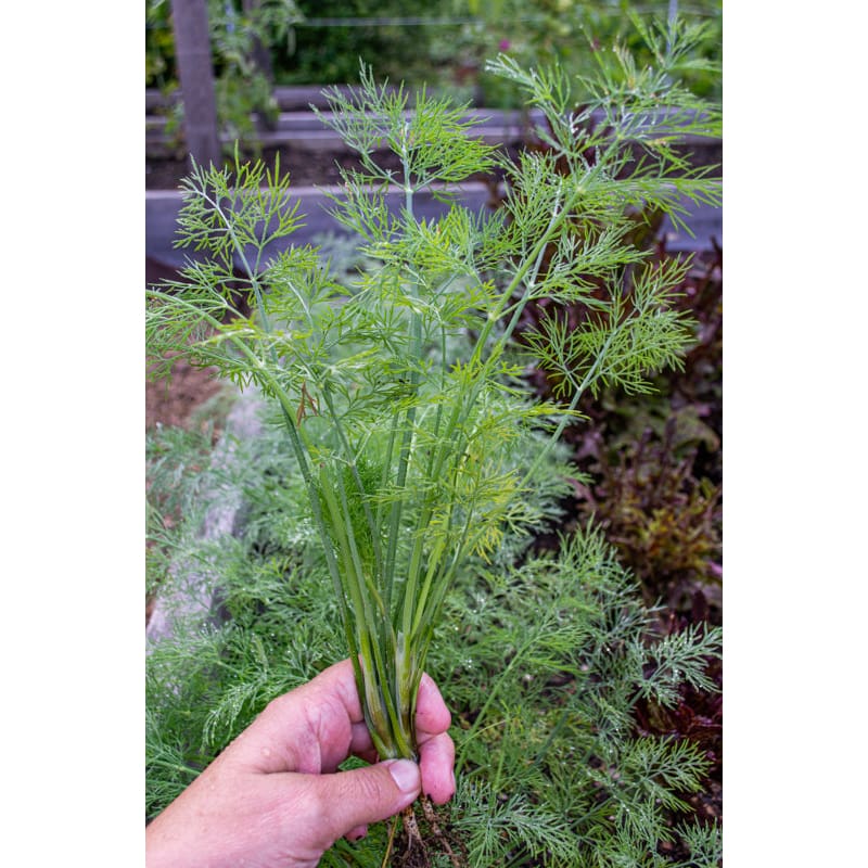 Thalia Dill (Organic) – Pinetree Garden Seeds