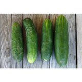 The General Cucumber (F1 Hybrid 66 Days) – Pinetree Garden Seeds