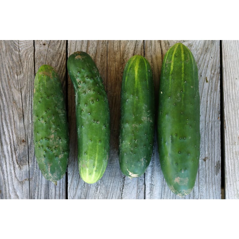 Pinetree Garden Seeds