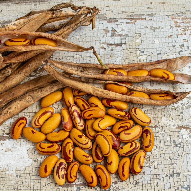 Tiger's Eye Bush Dried Bean (85 days) – Pinetree Garden Seeds