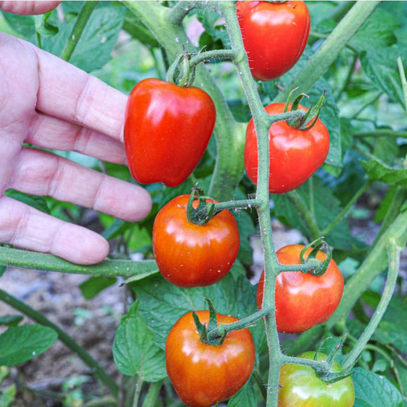 Tomatoberry Garden Tomato (F1 Hybrid, 60 Days) – Pinetree Garden Seeds