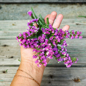 Statice – Pinetree Garden Seeds
