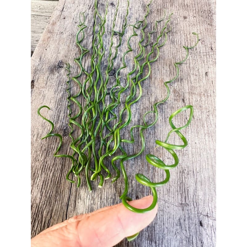 Twister Juncus Grass – Pinetree Garden Seeds