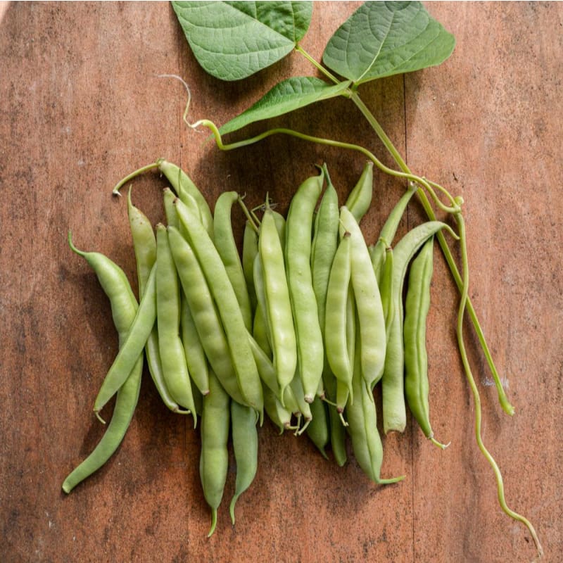 Volunteer Half Runner Bean (60 Days) – Pinetree Garden Seeds