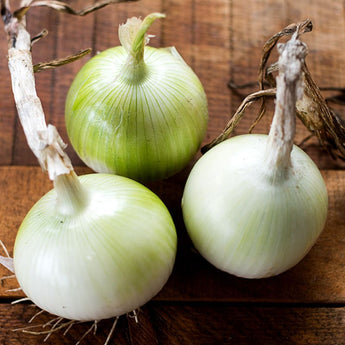 Onion Seeds – Page – Pinetree Garden Seeds