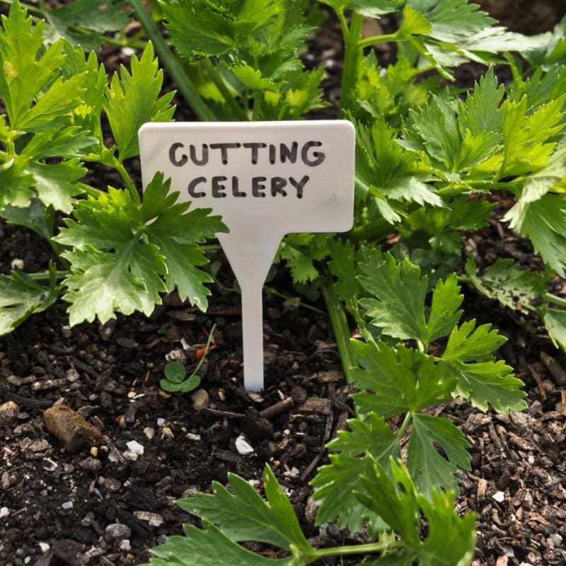 White T-Style Plant Labels (10 pack) – Pinetree Garden Seeds