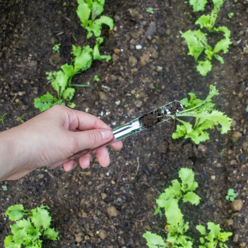 Widger – Pinetree Garden Seeds