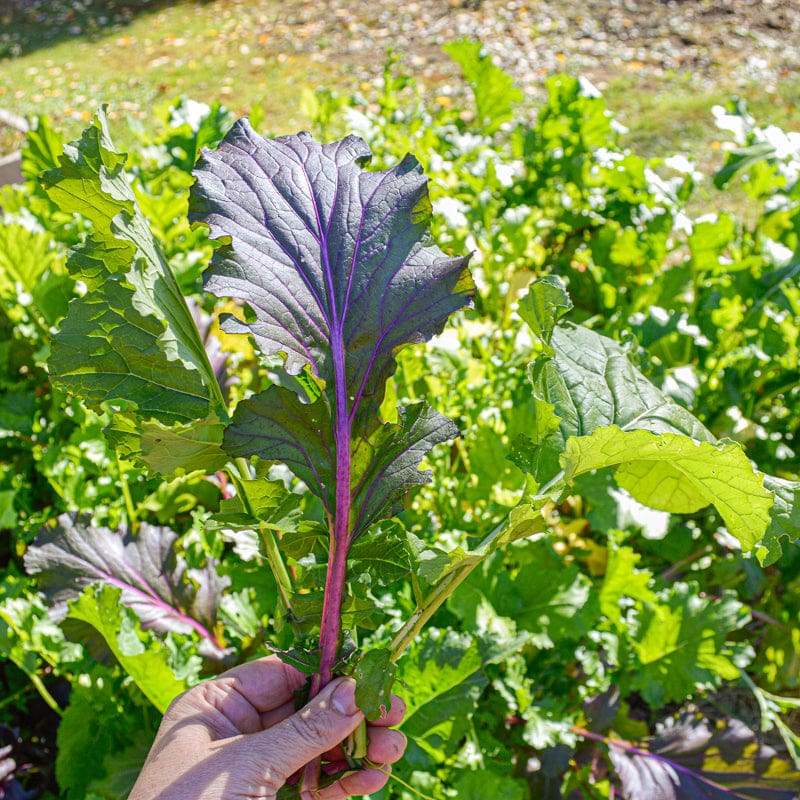 Wild Garden Mild Mustard Mix (45 Days) Brassica juncea – Pinetree ...