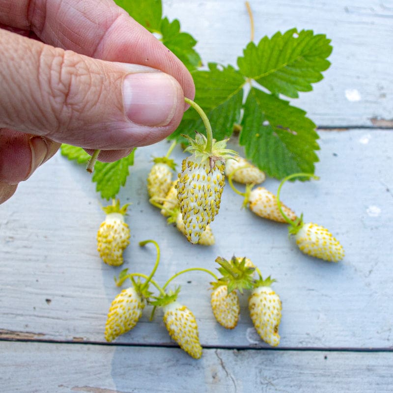 Yellow Strawberry – Pinetree Garden Seeds