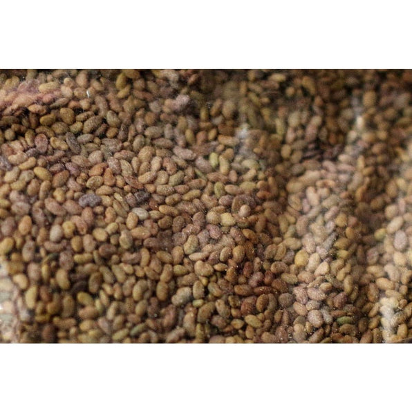 Cover Crops – Pinetree Garden Seeds