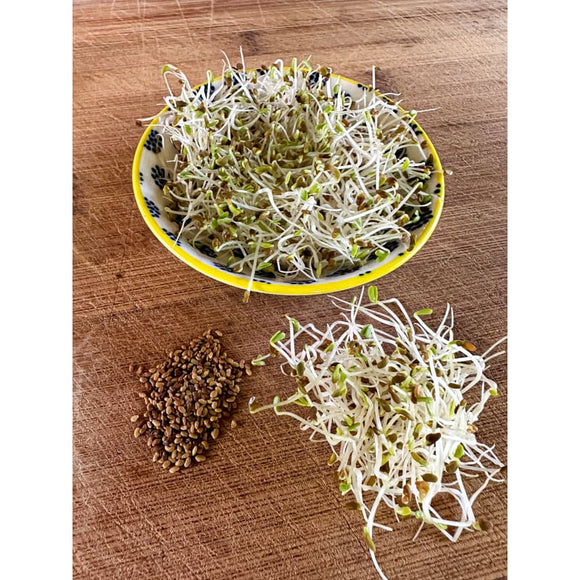 Alfalfa Sprouting Seed (Organic) – Pinetree Garden Seeds