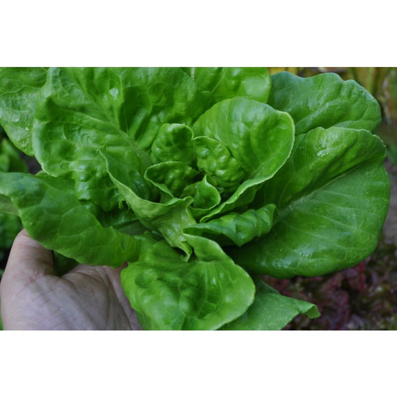 All Year Round Lettuce (53 Days) – Pinetree Garden Seeds