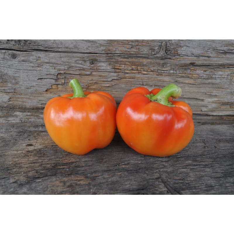 Alma Paprika Pepper (70 Days) – Pinetree Garden Seeds