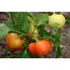 Alma Paprika Pepper (70 Days)
