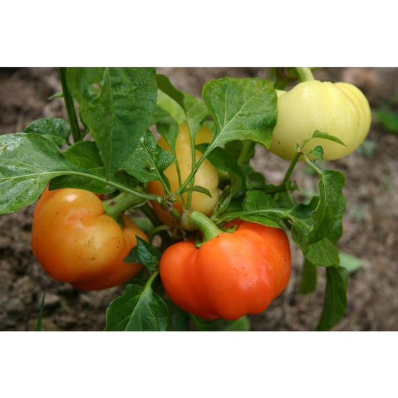 Alma Paprika Pepper (70 Days) – Pinetree Garden Seeds