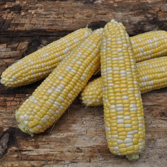 American Dream Corn (F1 Hybrid 77 Days) SH2 – Pinetree Garden Seeds