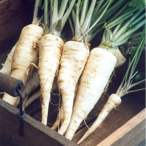Arat Parsley Root (84 Days) – Pinetree Garden Seeds