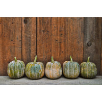 Autumn Frost Winter Squash (F1 Hybrid 100-105 Days)