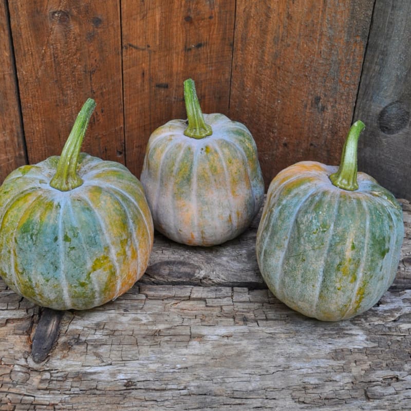 Autumn Frost Winter Squash (F1 Hybrid 100-105 Days) – Pinetree Garden Seeds