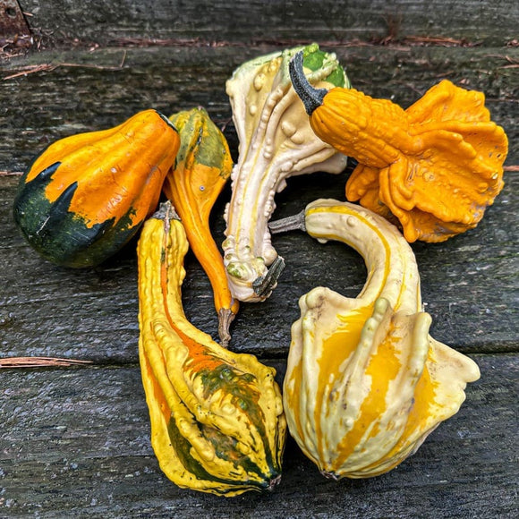 Autumn Wings Gourd (100 Days) – Pinetree Garden Seeds
