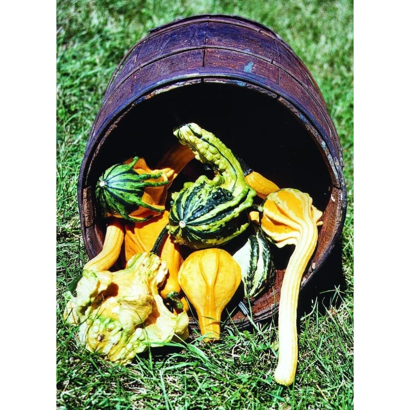 Autumn Wings Gourd (100 Days) – Pinetree Garden Seeds