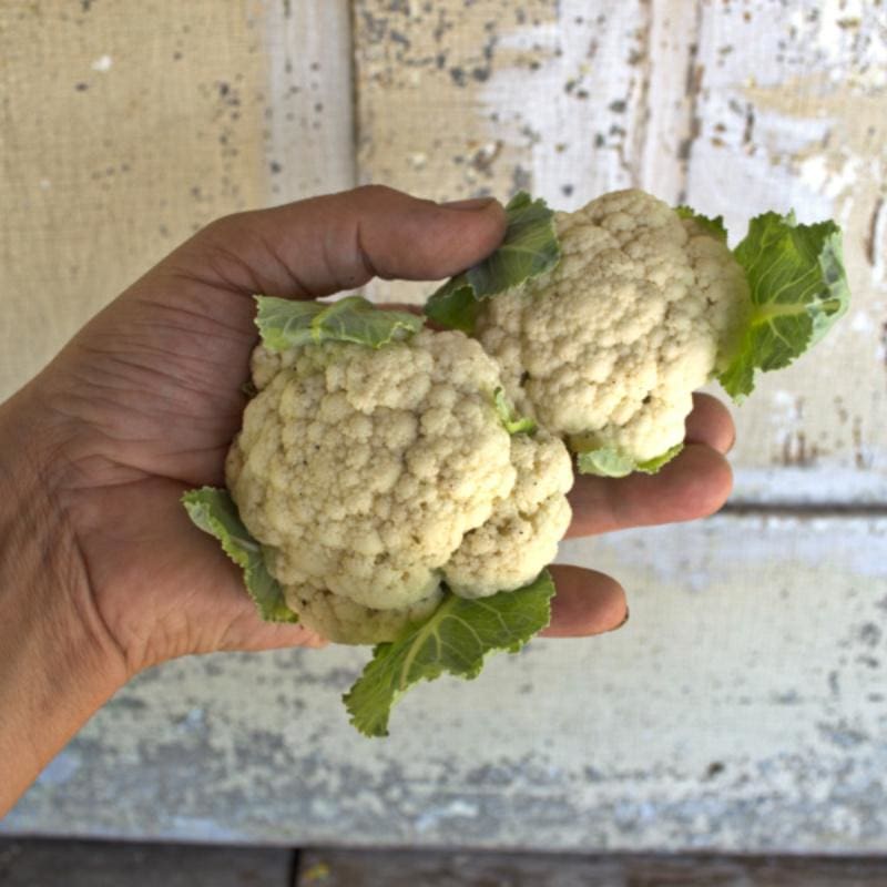 Baby Cauliflower (F1 Hybrid 40 Days) – Pinetree Garden Seeds
