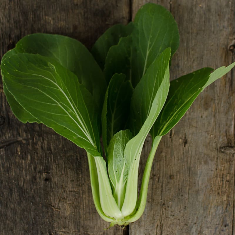 Baby Pak Choi (50 Days) – Pinetree Garden Seeds
