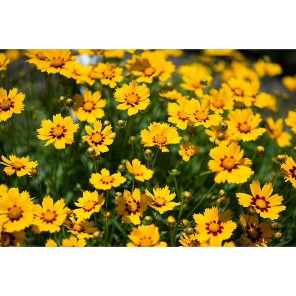Baby Sun Coreopsis – Pinetree Garden Seeds