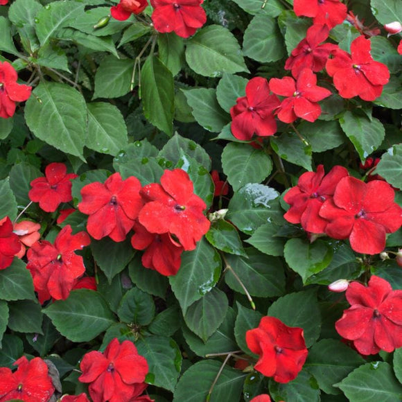 Beacon Bright Red Impatiens – Pinetree Garden Seeds