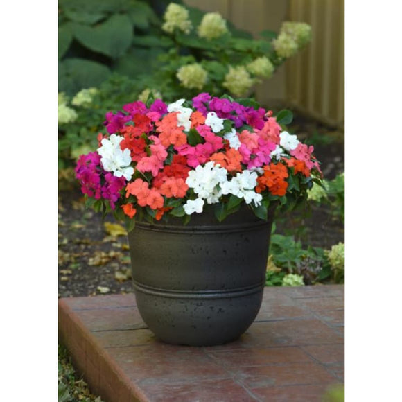Beacon Mix Impatiens – Pinetree Garden Seeds