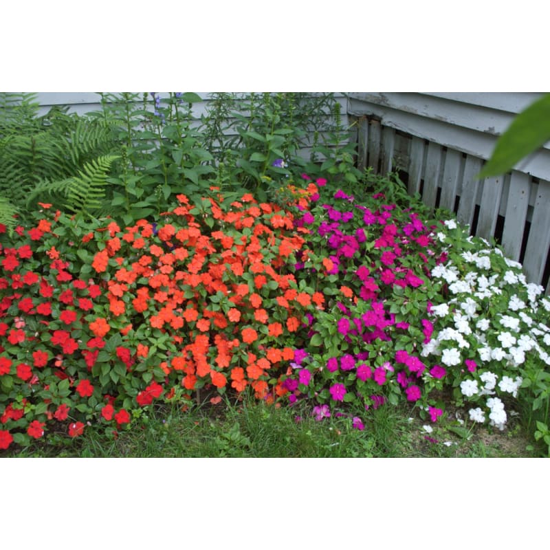 Beacon Mix Impatiens – Pinetree Garden Seeds
