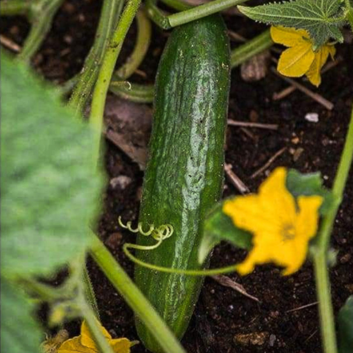 Beit Alpha Cucumber (F1 Hybrid 52 Days) – Pinetree Garden Seeds