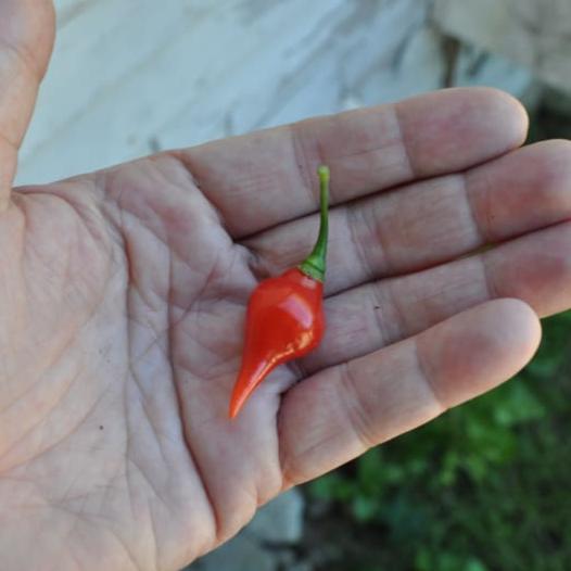 Smallest Hot Pepper