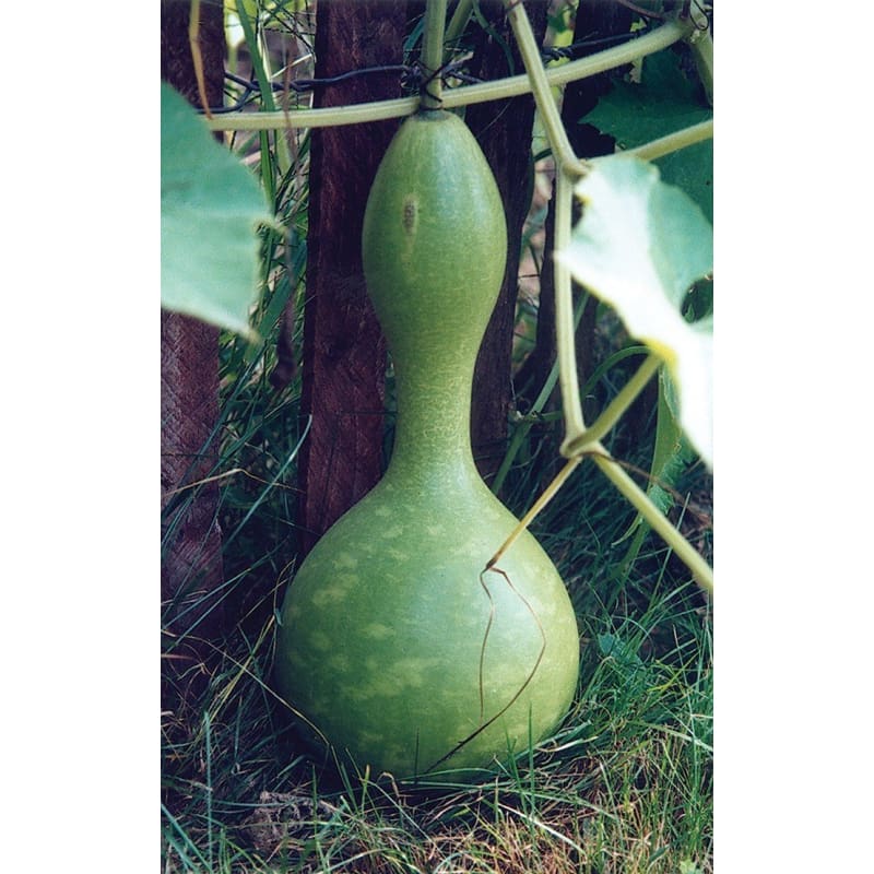 BIRD HOUSE GOURD (95-110 days) – Pinetree Garden Seeds